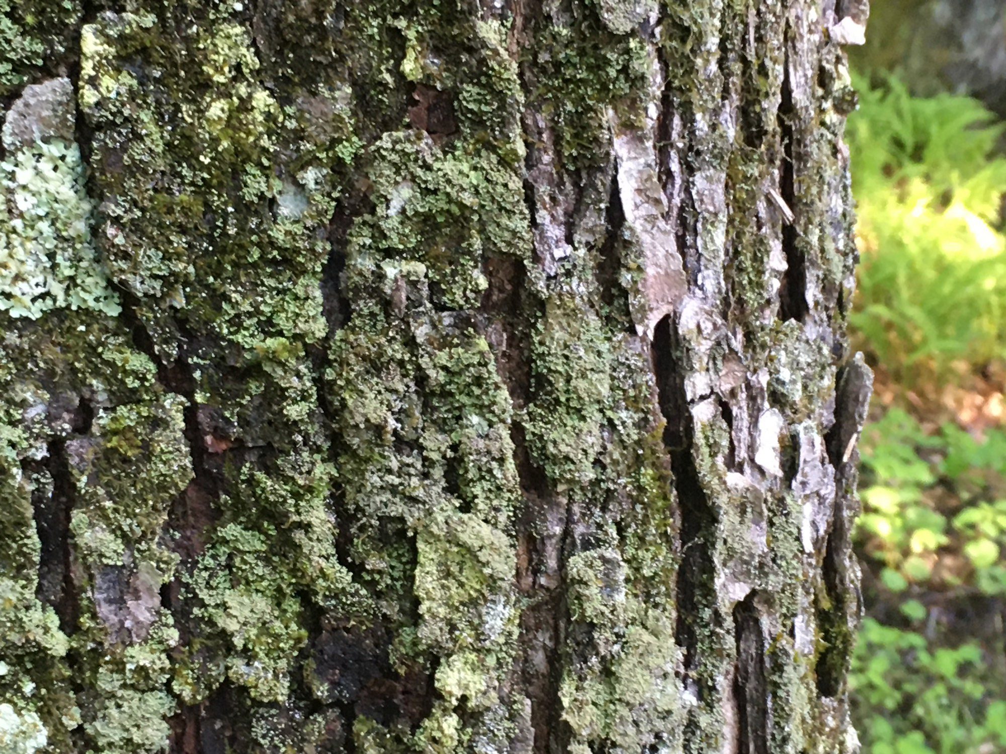 David Bookbinder - City Atlas